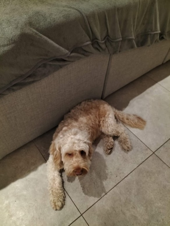 Ferreting Around and Getting Lost in Radyr Woods #Walks #MondayBlogs # ...